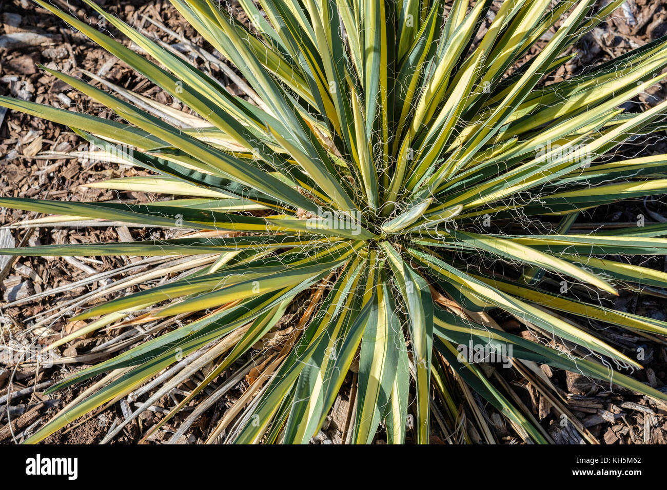 Yucca filamentosa, "Color Guard" after a freeze with blooms gone, but ...