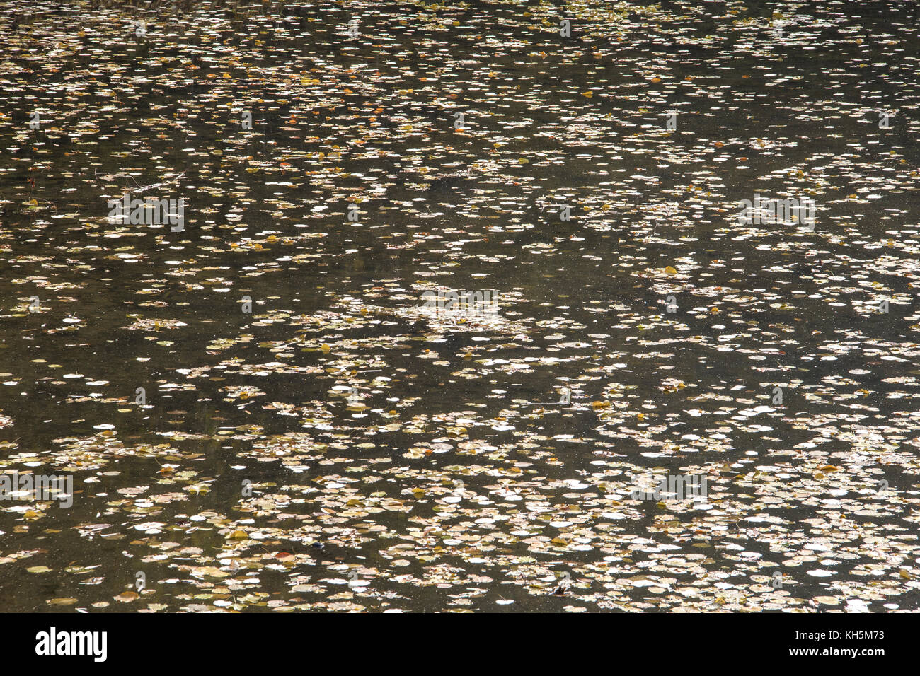 autumn leaves on the water surface Stock Photo - Alamy