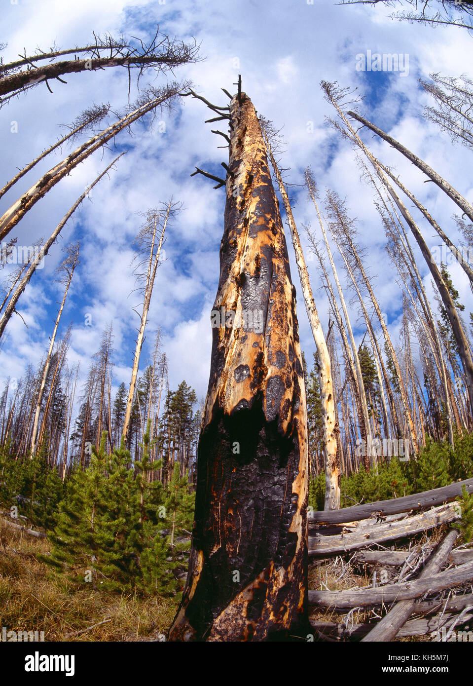 USA. Wyoming. Yellowstone National Park. Burnt treetrunk in forest ...