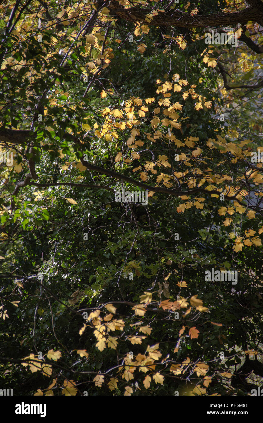 tree top in autumn Stock Photo - Alamy