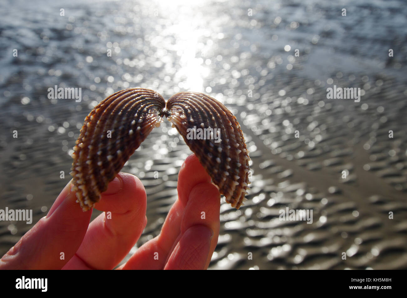 Female hand holding a clam shell - Camber Sands Beach, East SUssex ...