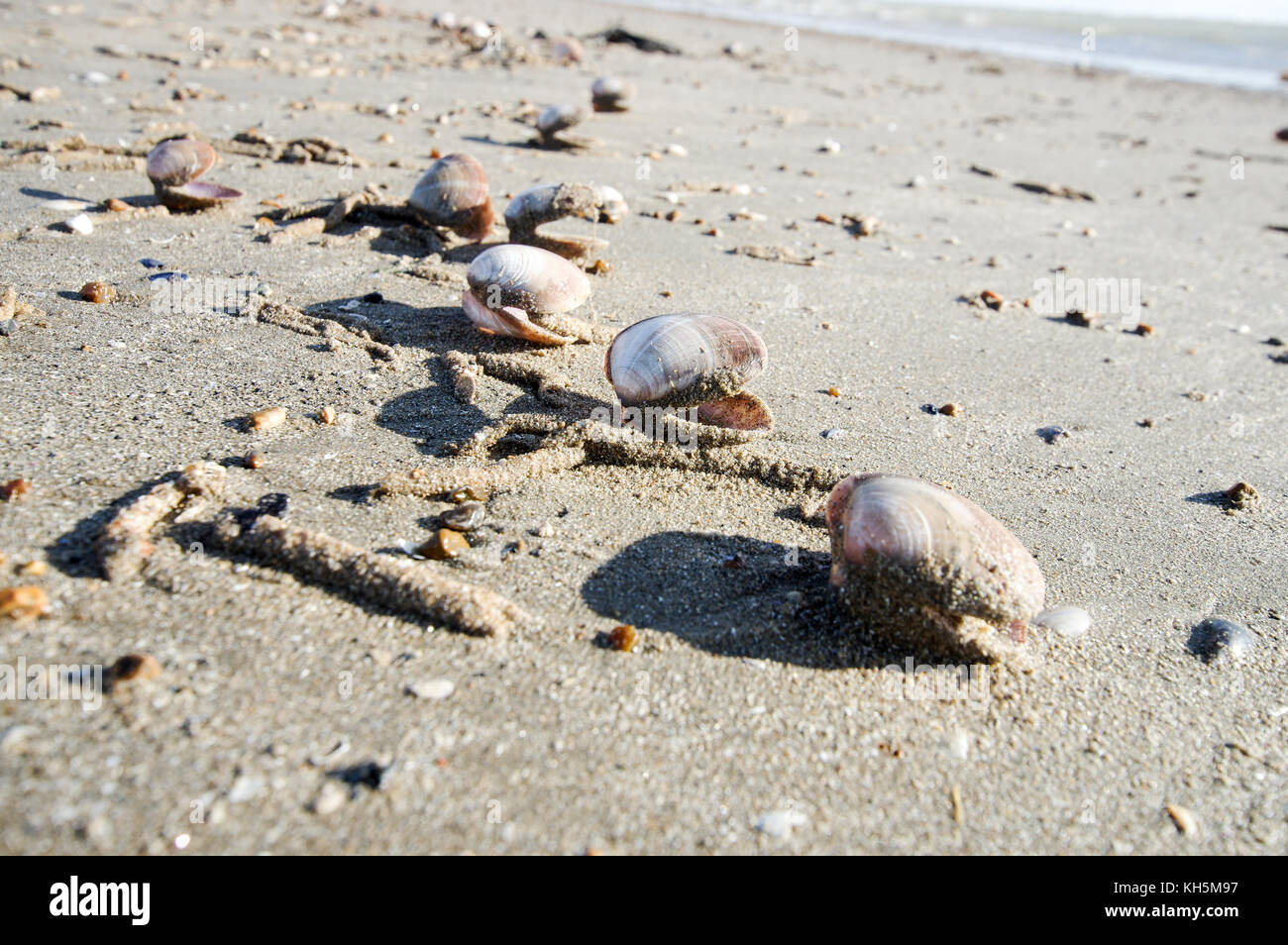 Clam shells hi-res stock photography and images - Alamy