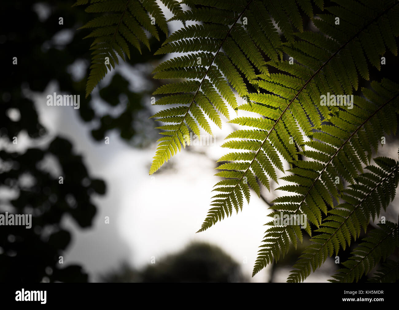 Ponga hi-res stock photography and images - Alamy