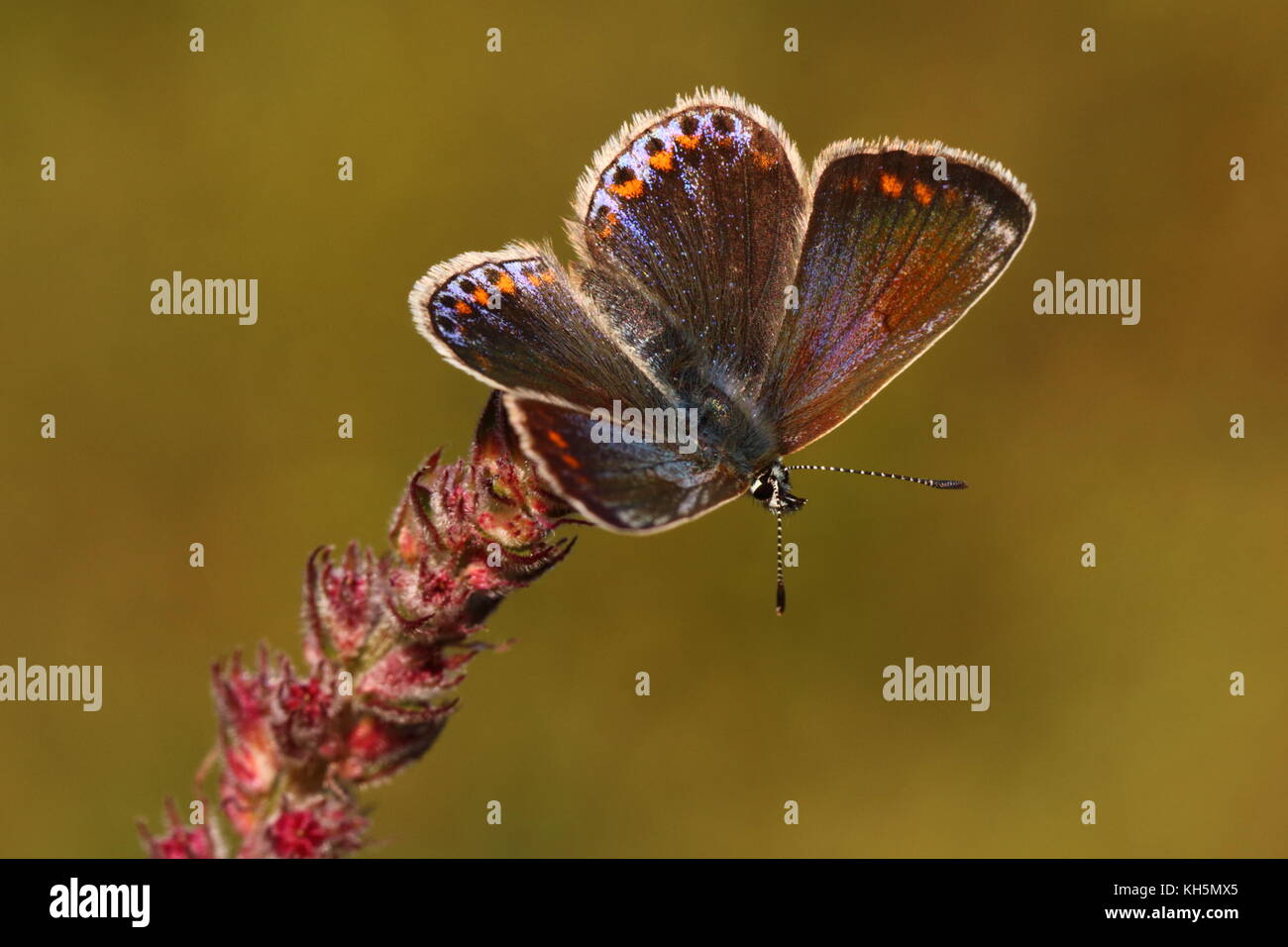 Female Common Blue butterfly Stock Photo - Alamy