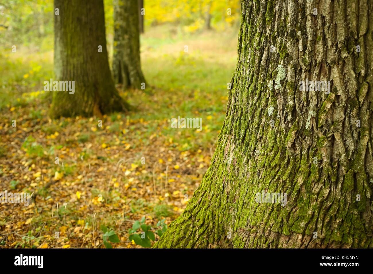 A view of the oak tree trunk in an autumn forest Stock Photo - Alamy