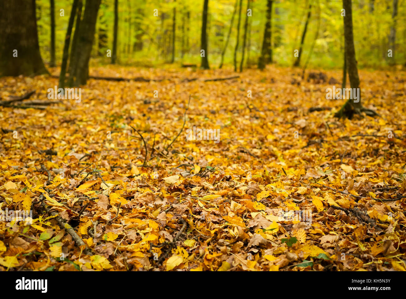 A view of fallen leaves covering the ground in the autumn forest Stock ...