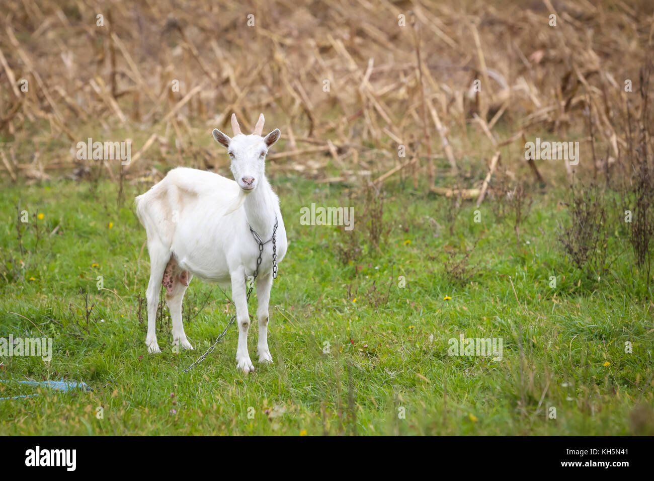 A chained goat on the pasture looking at the camera in countryside ...