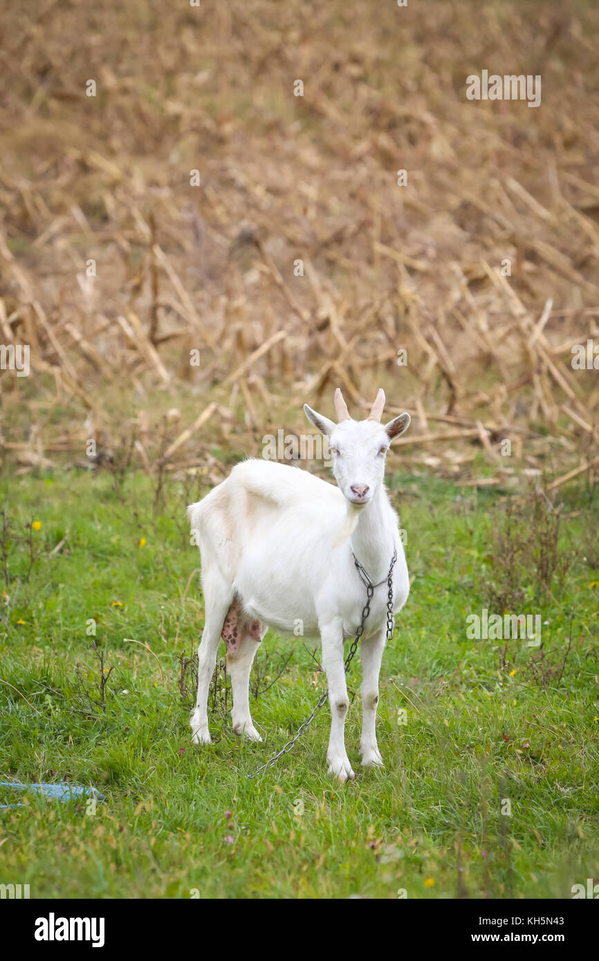 A chained goat on the pasture looking at the camera in countryside ...