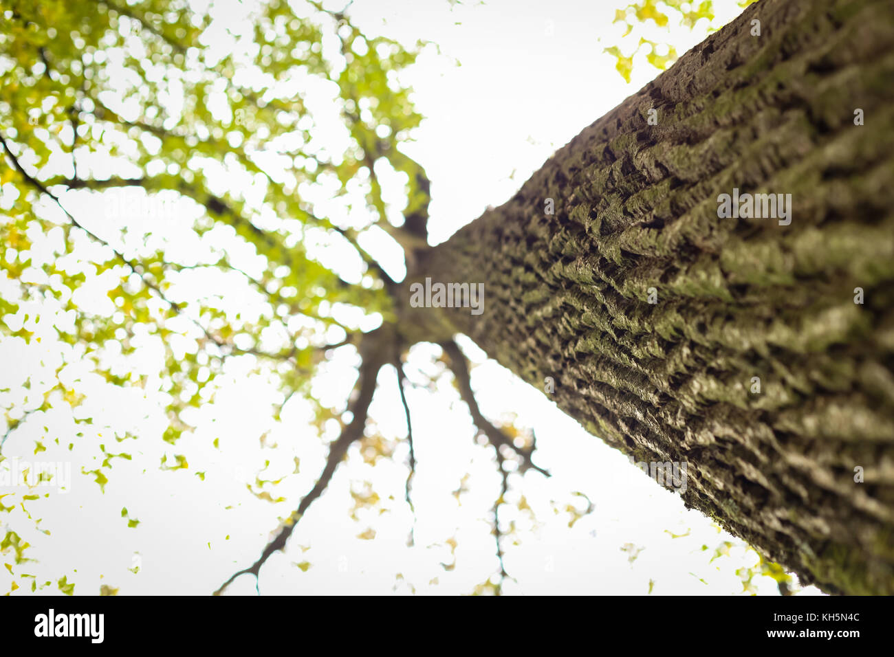 A low angle view of an oak tree in forest Stock Photo - Alamy