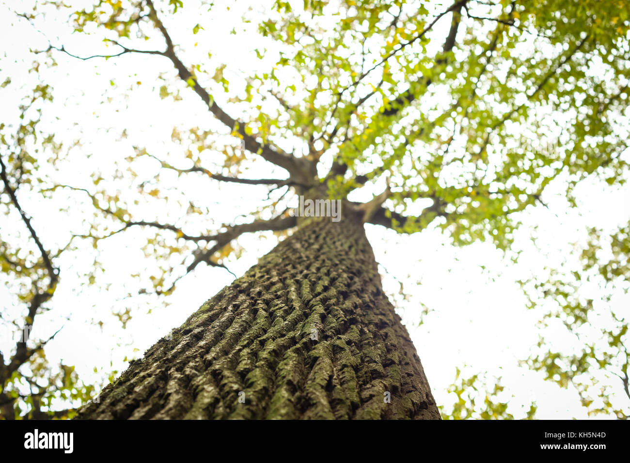 A low angle view of an oak tree in forest Stock Photo - Alamy