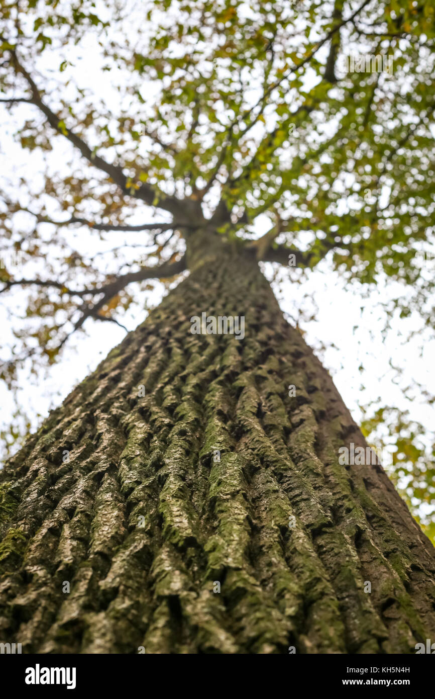 Oak Tree Low Angle High Resolution Stock Photography and Images - Alamy