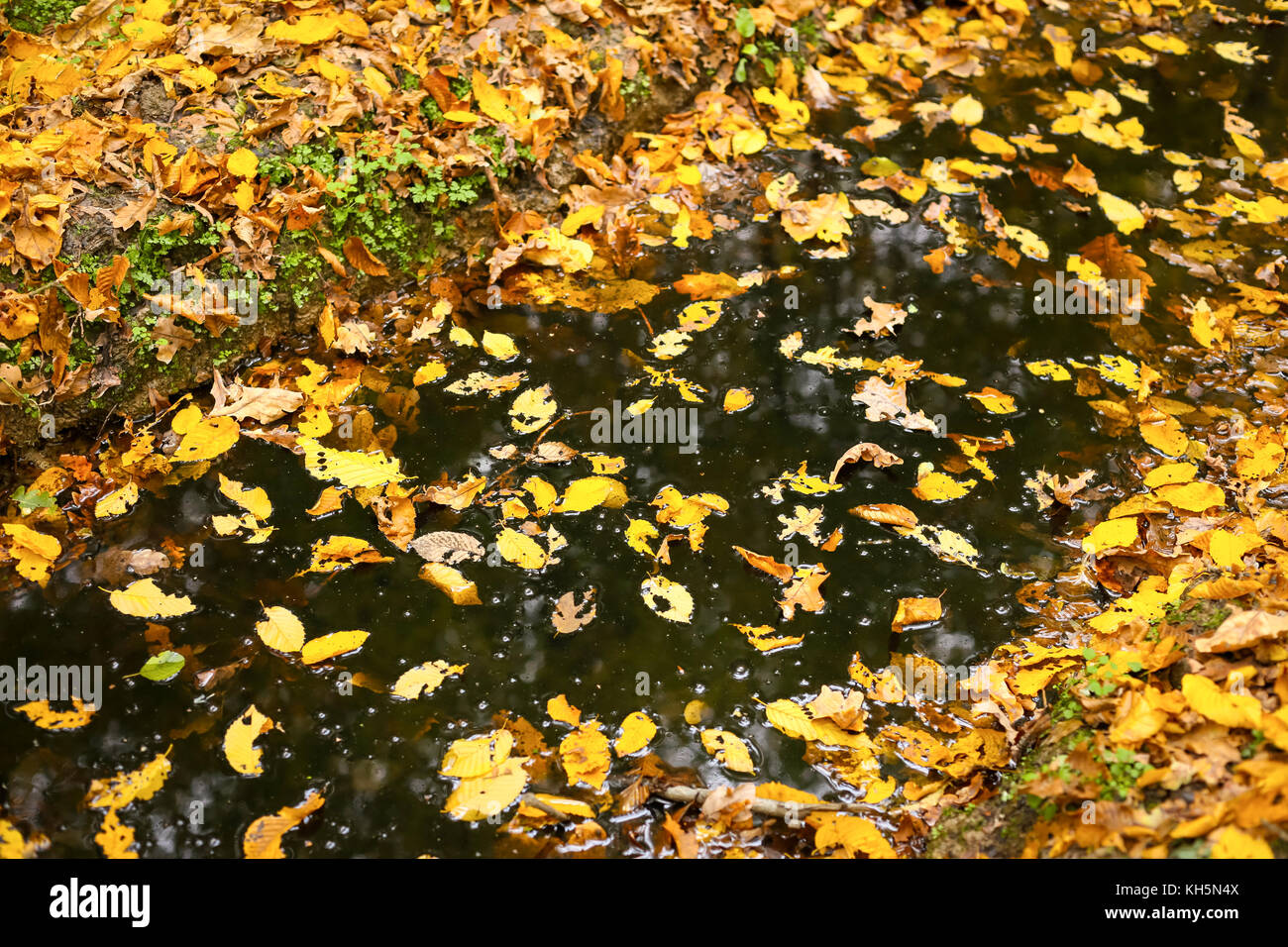 A puddle covered with autumn leaves in a forest Stock Photo - Alamy