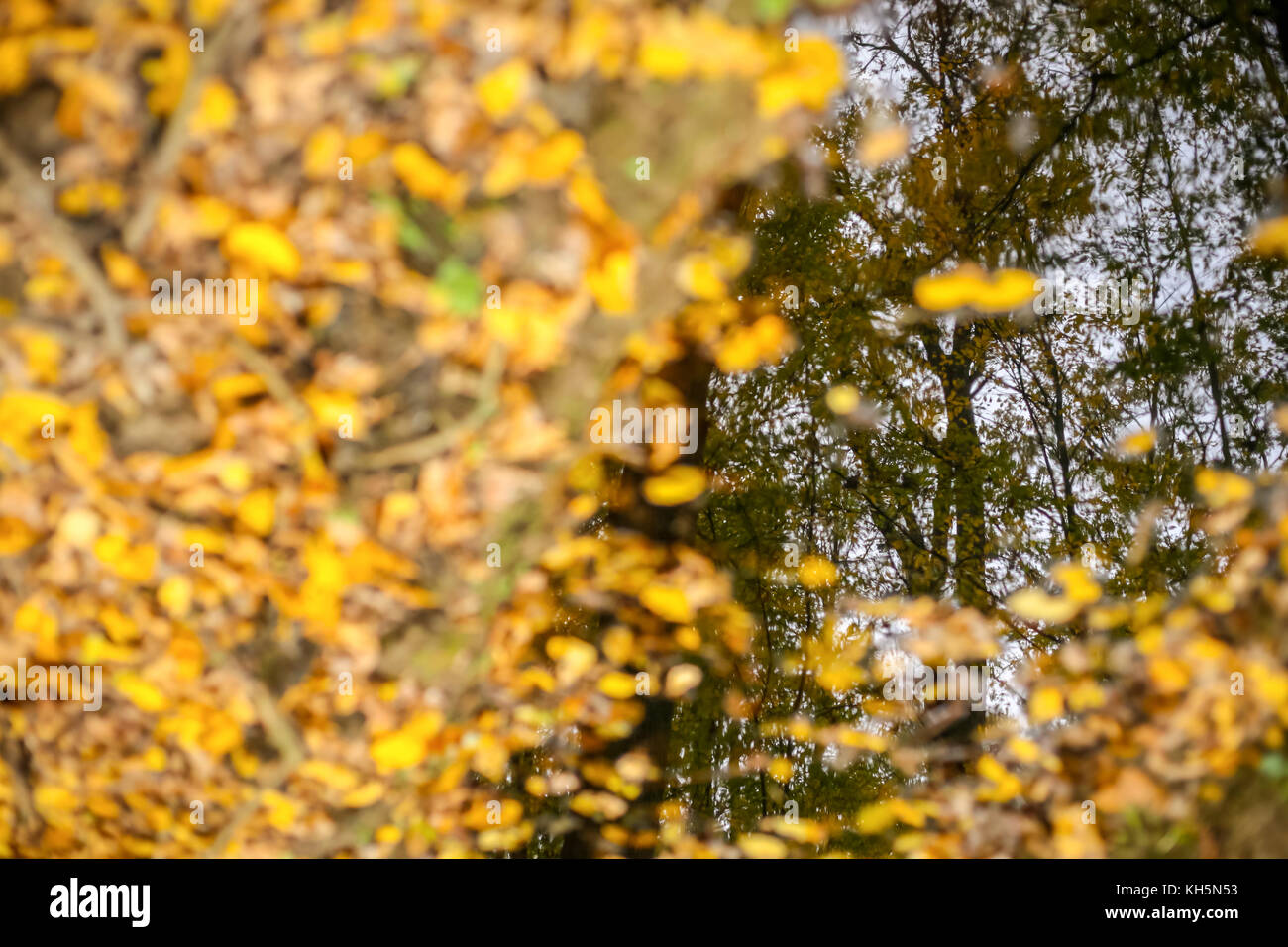 A reflection of trees in a puddle in an autumn forest covered with fallen leaves Stock Photo - Alamy