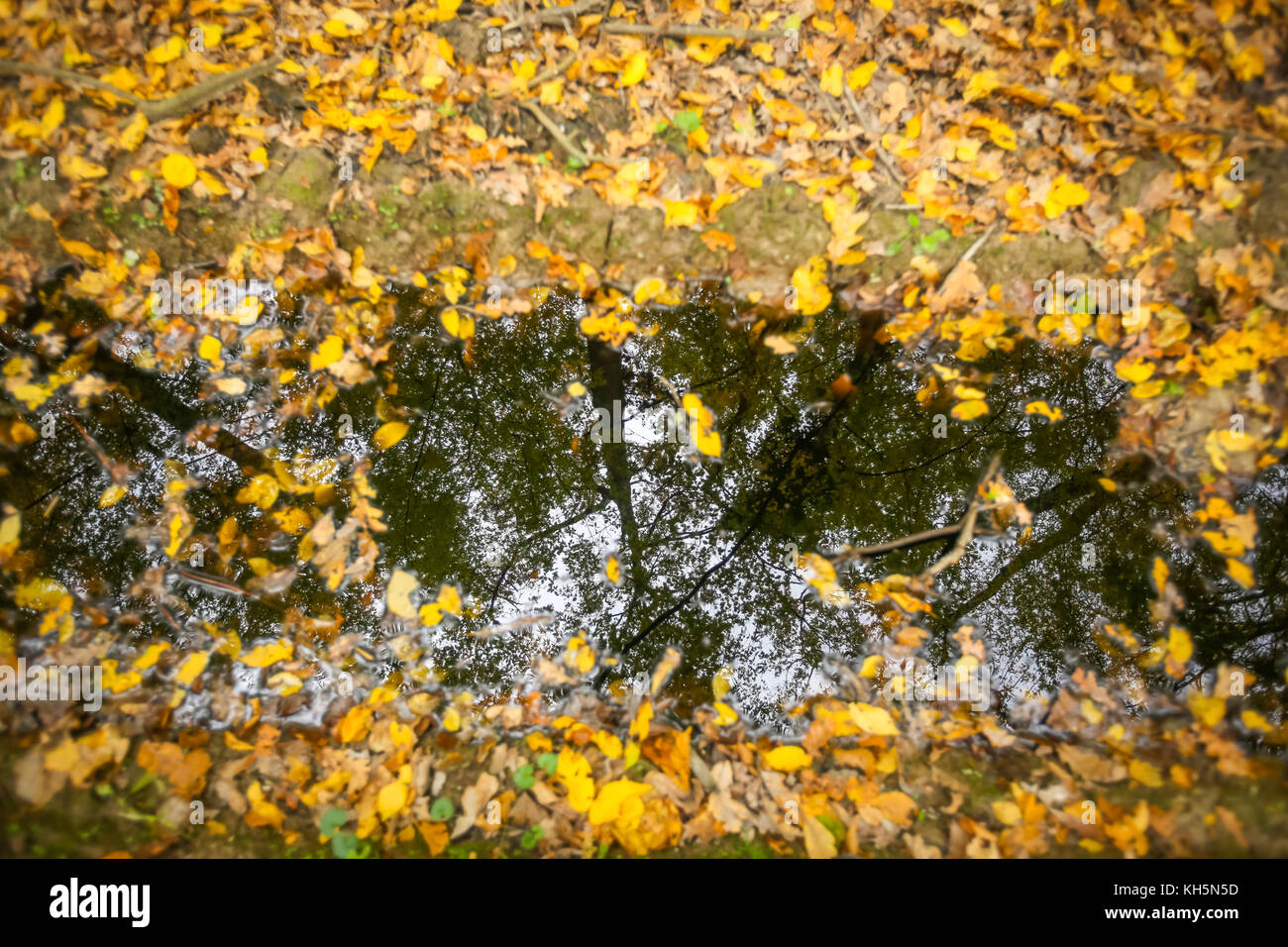 A reflection of trees in a puddle in an autumn forest covered with ...