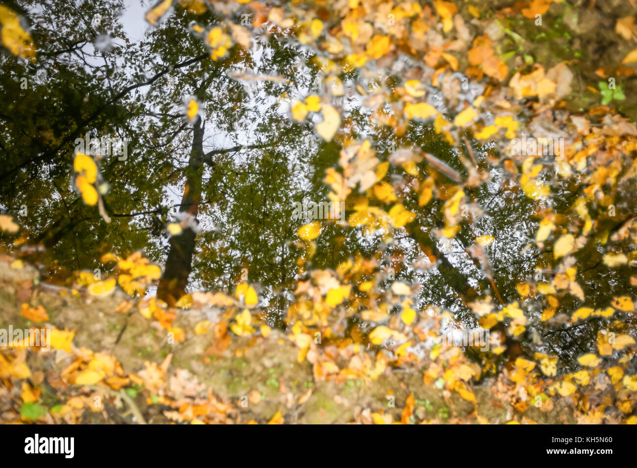 Shallow Puddle High Resolution Stock Photography and Images - Alamy