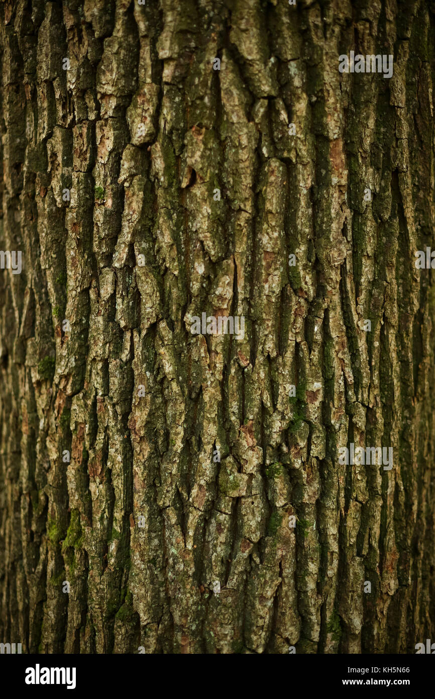 A view of oak tree bark texture Stock Photo - Alamy