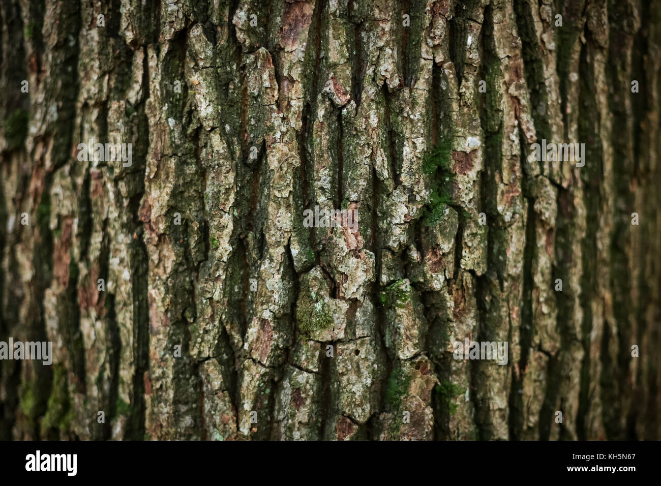 A view of oak tree bark texture Stock Photo - Alamy