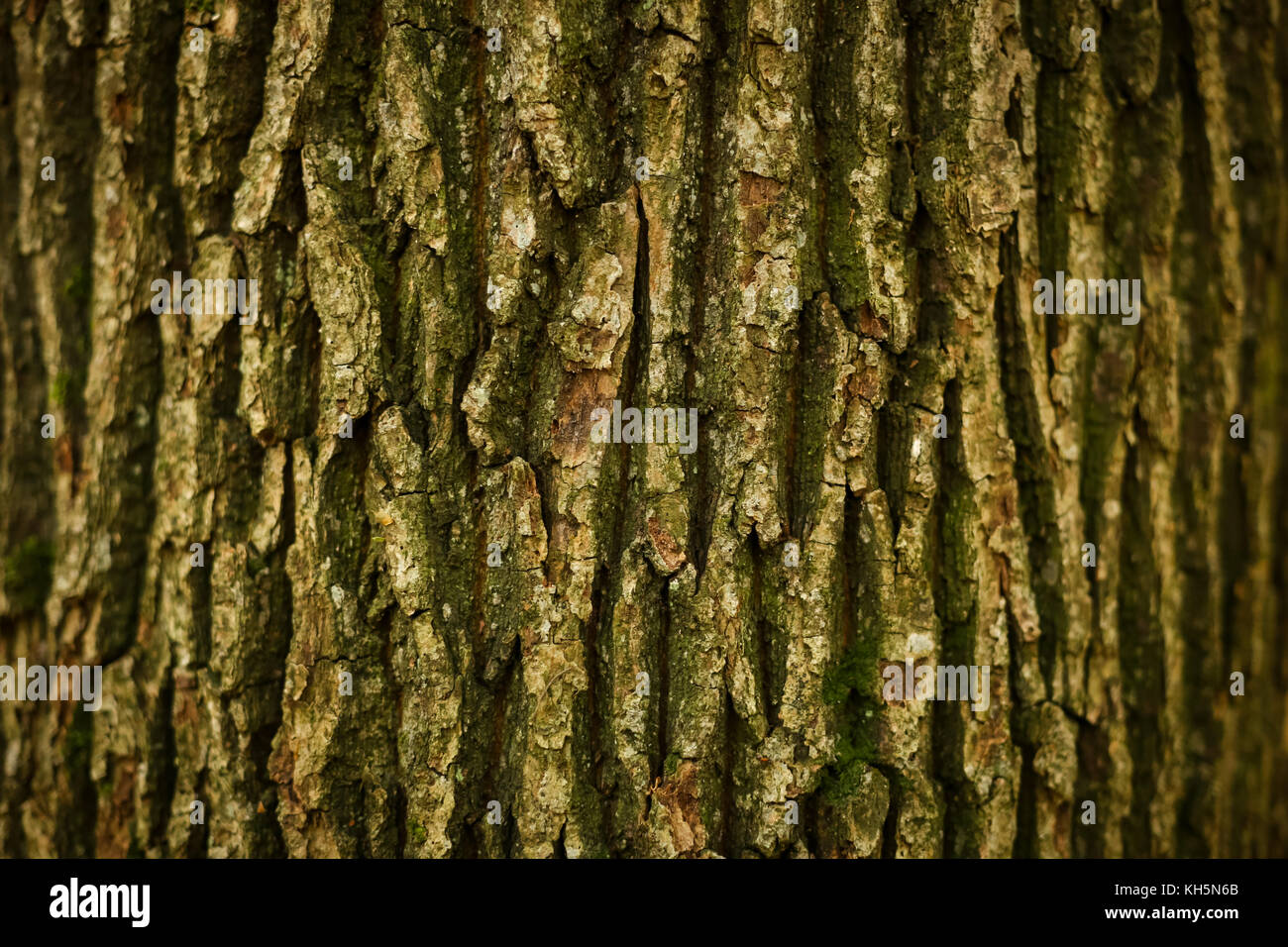A view of oak tree bark texture Stock Photo - Alamy