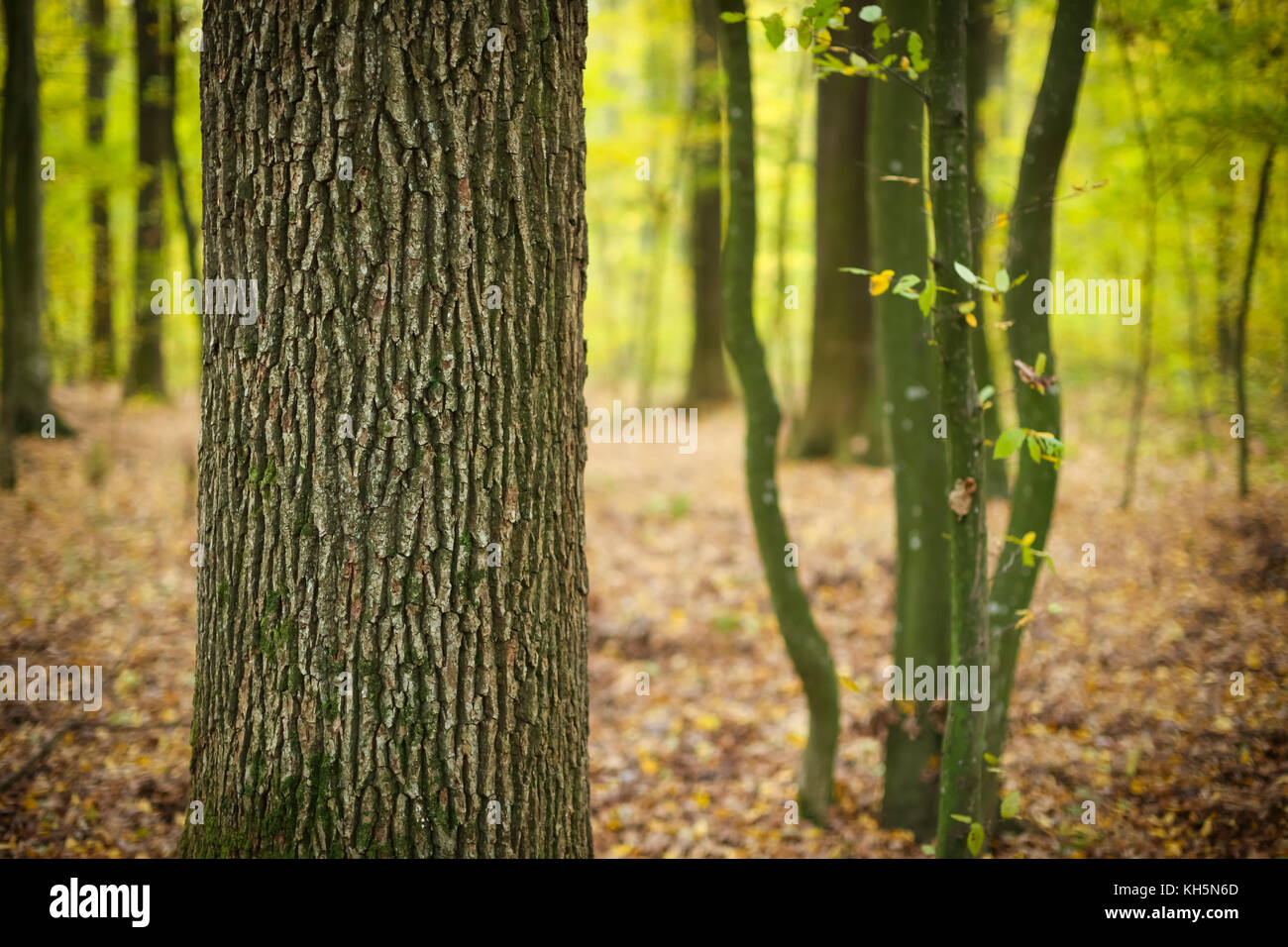 A view of the oak tree trunk in an autumn forest Stock Photo - Alamy