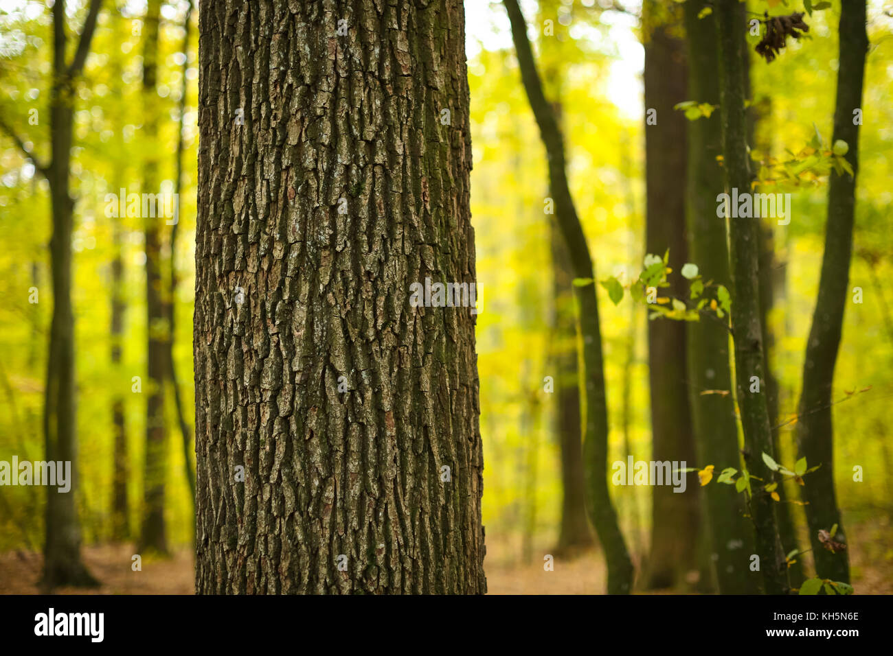 A view of the oak tree trunk in an autumn forest Stock Photo - Alamy