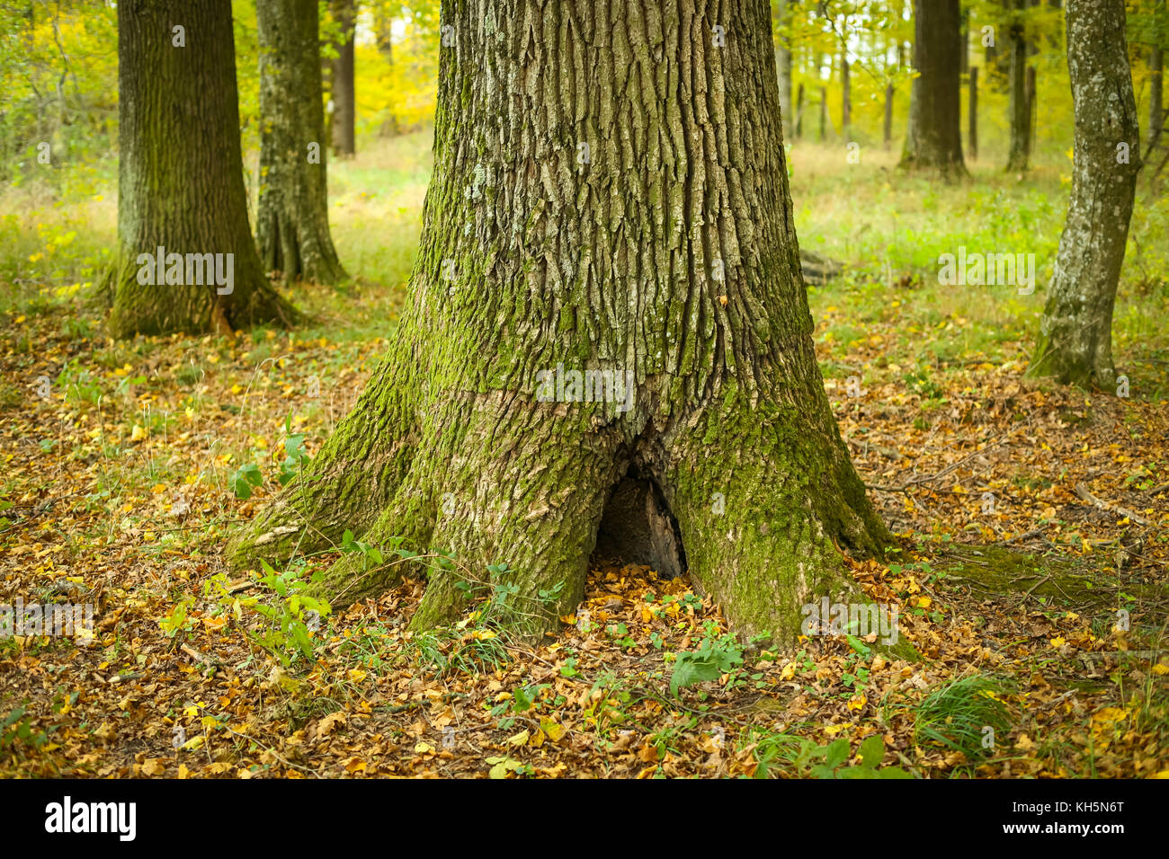 A view of the oak tree trunk in an autumn forest Stock Photo - Alamy