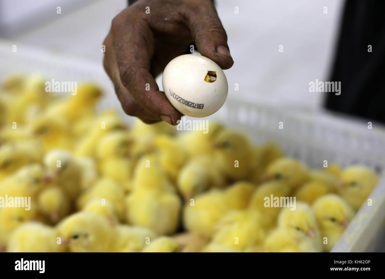 Gaza City, Gaza Strip, Palestinian Territory. 14th Nov, 2017. A ...