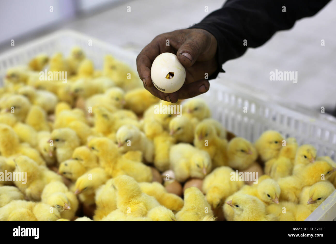 Gaza City, Gaza Strip, Palestinian Territory. 14th Nov, 2017. A ...