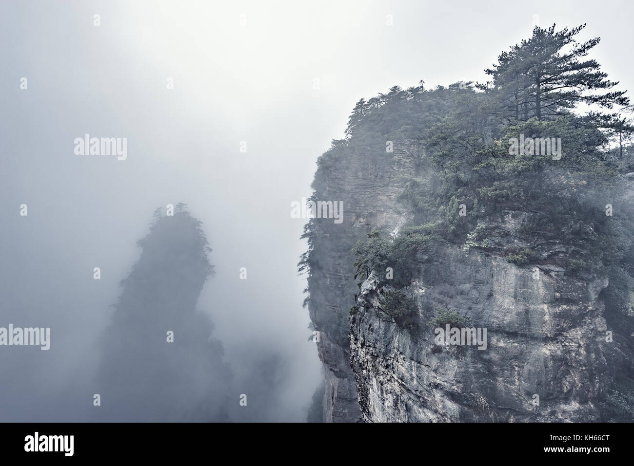 Trees on the cliffs in Zhangjiajie Forest Park at foggy day time. China ...