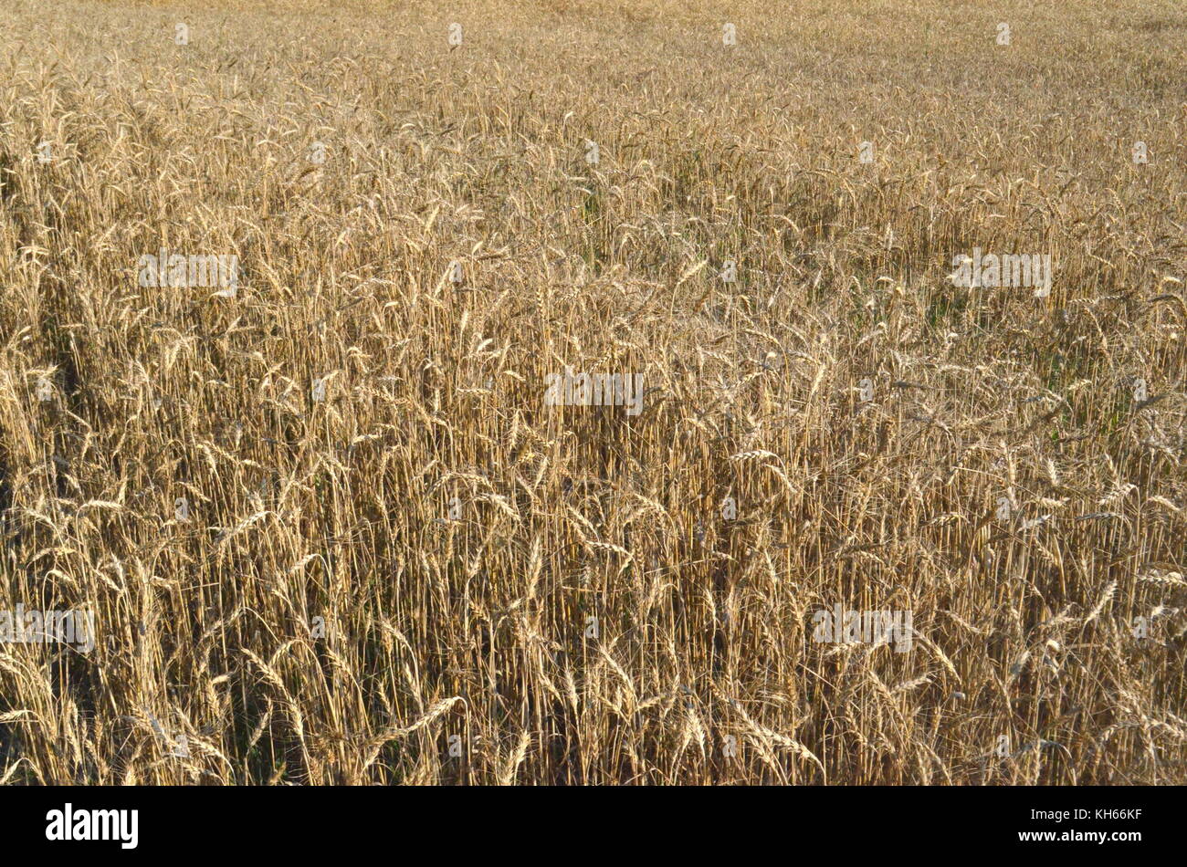 Wheat - food crop, harvest, full frame horizontal; cereal grain; field ...