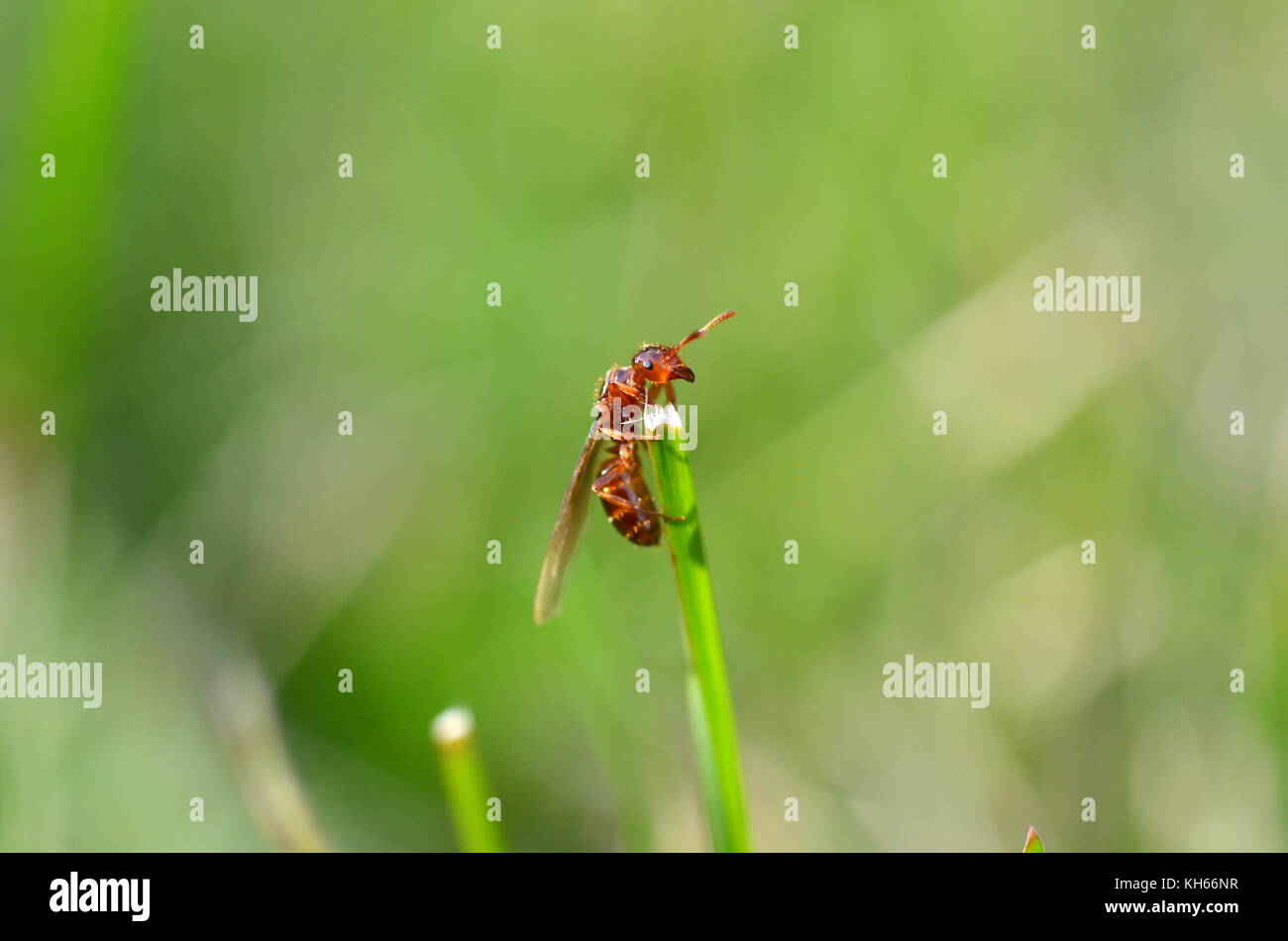 Winged brown ant crawling up a blade of grass, macro image of an insect ...
