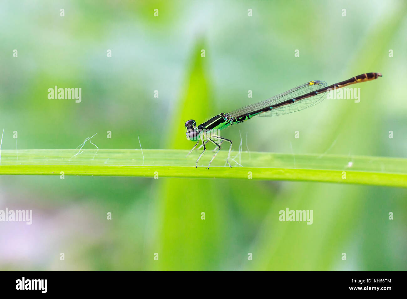 Close-up dragonfly, Small green dragonfly with blur background ...