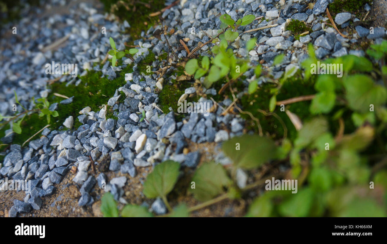 We hope you enjoy our first gallery of various terrain types and rock ...