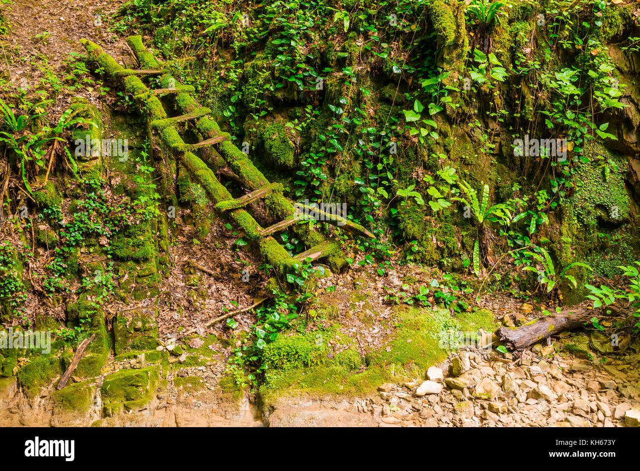 Mossy ladder at the steep wall of the ravine Chudo-Krasotka in summer ...