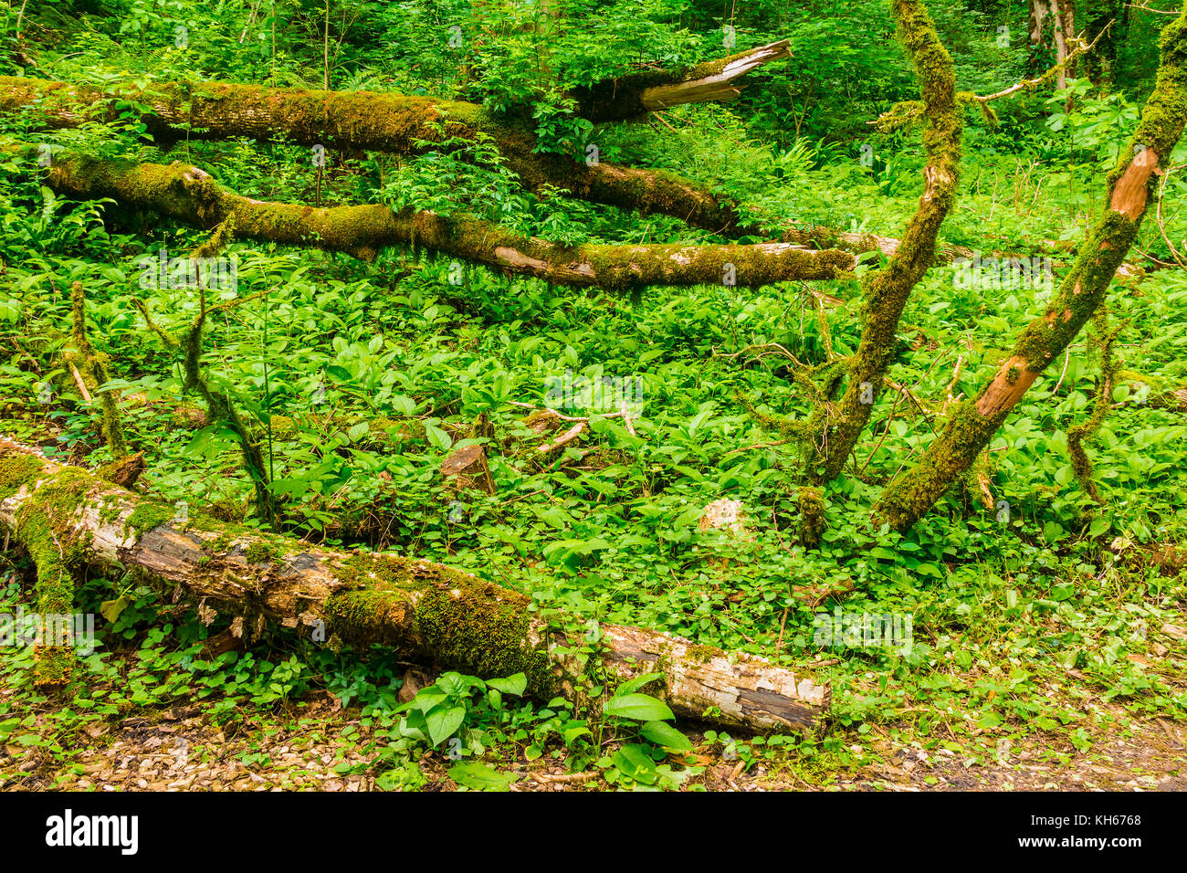 Mossy trunks of broken trees lying on the grass the fores in summer day ...