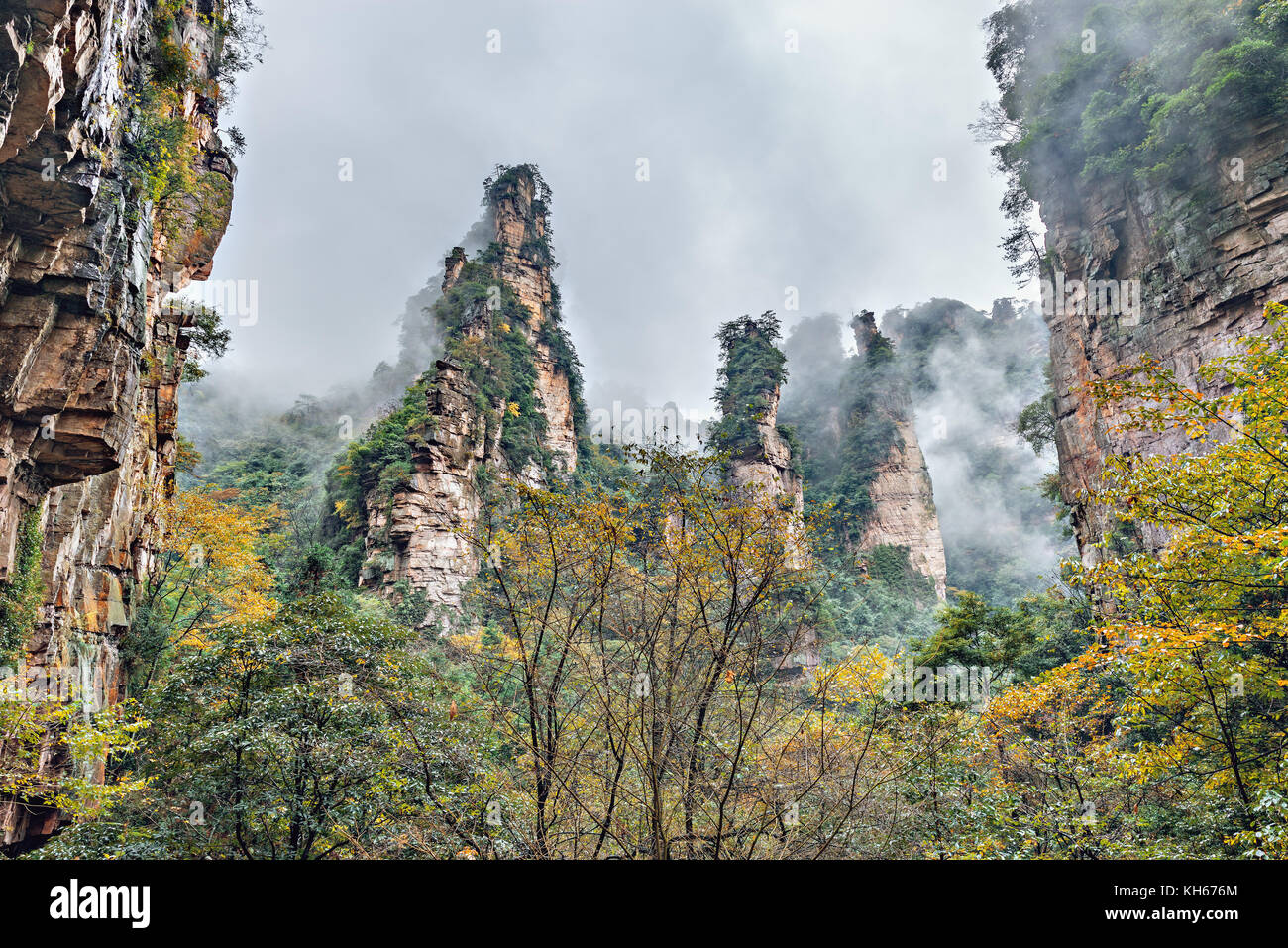 Trees on the cliffs in Zhangjiajie Forest Park at foggy day time. China ...