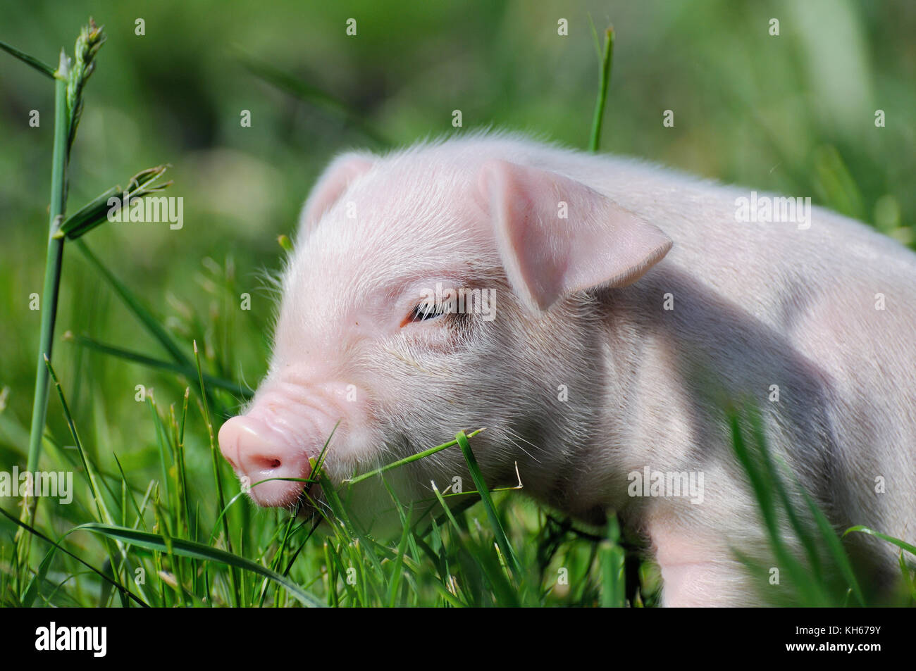 Small piglet on a green grass Stock Photo - Alamy