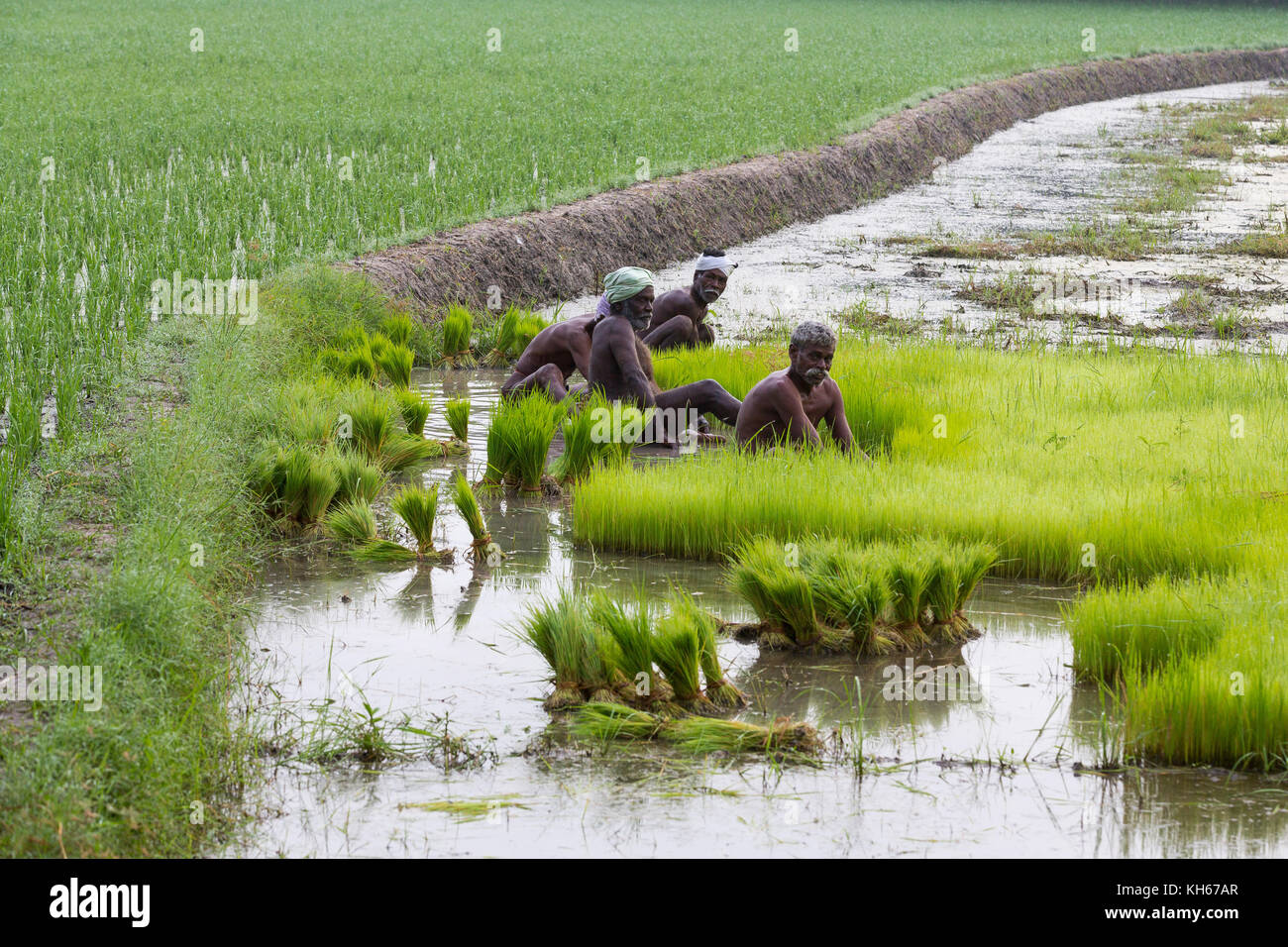 PONDICHERY, PUDUCHERY, INDIA - CIRCA SEPTEMBER 2017. Unidentified ...