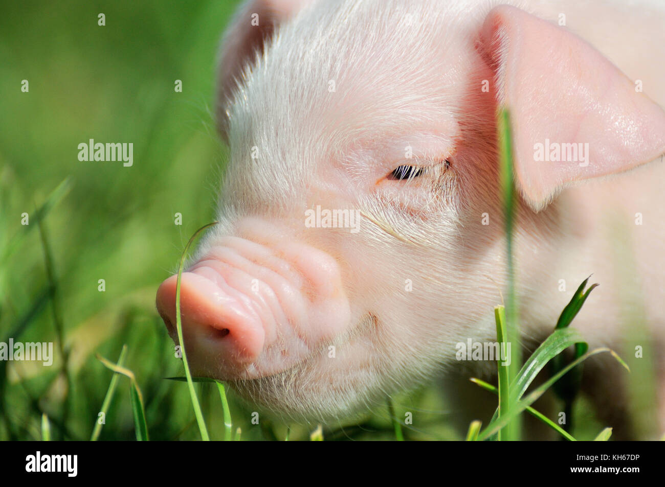 Small piglet on a green grass Stock Photo - Alamy