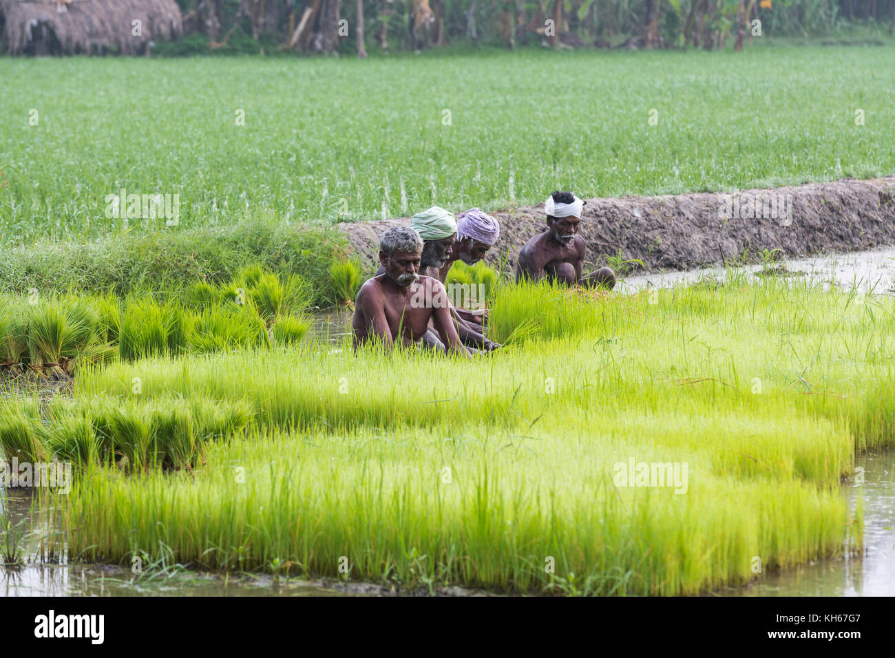 PONDICHERY, PUDUCHERY, INDIA - CIRCA SEPTEMBER 2017. Unidentified ...