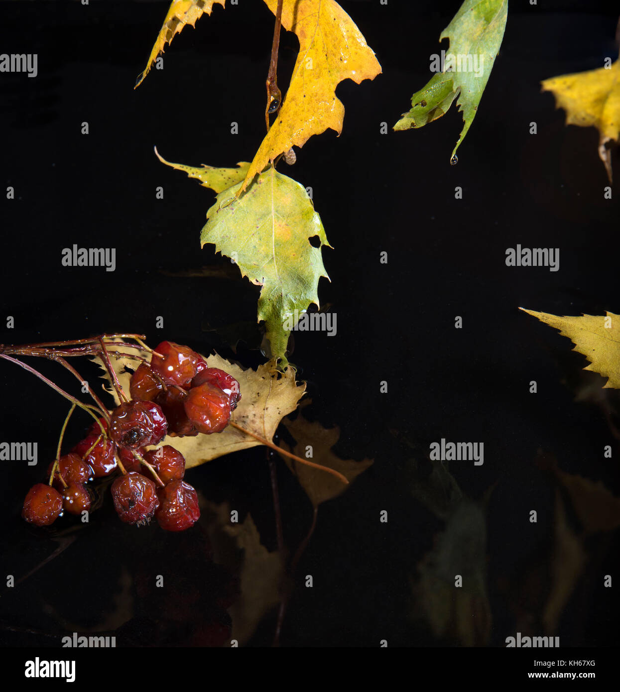Hawthorn fall hi-res stock photography and images - Alamy