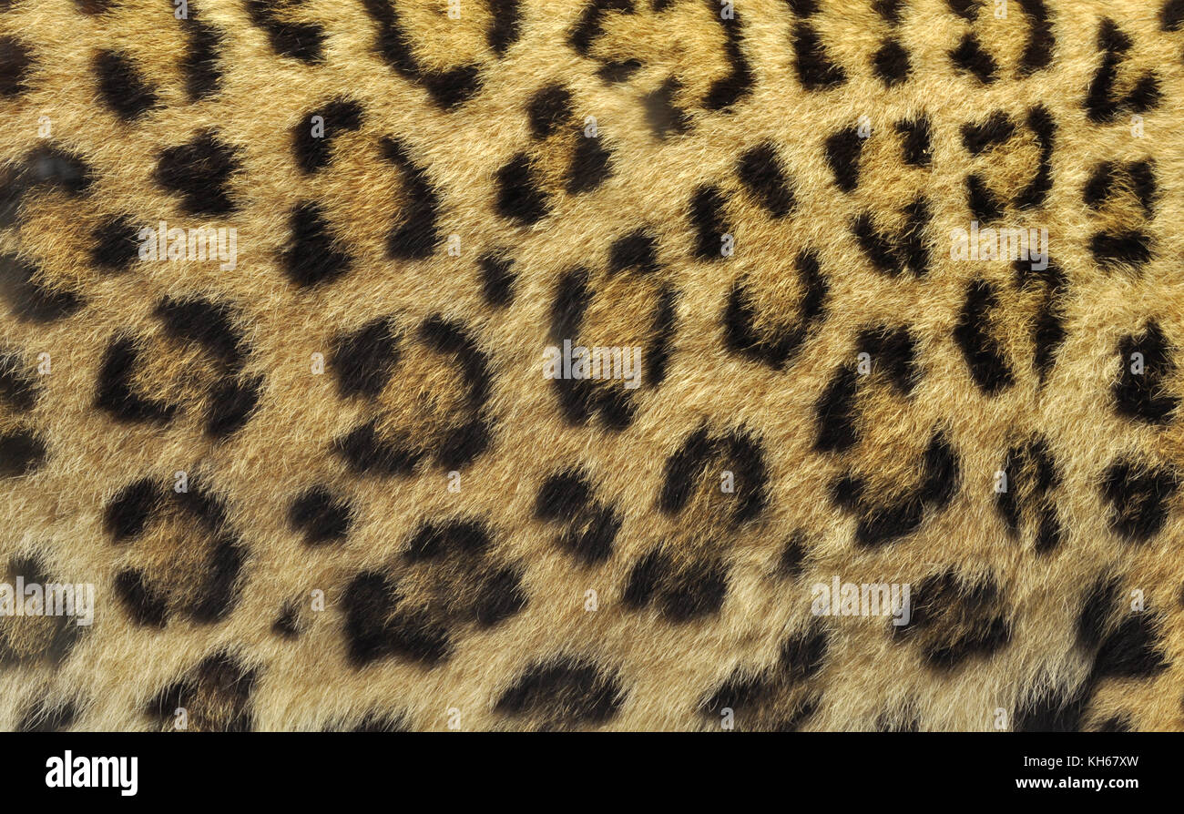 Leopard fur close-up Stock Photo - Alamy