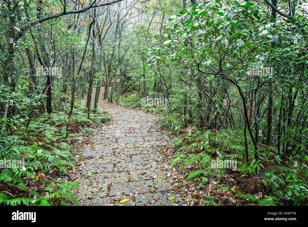 Wet stone path in Zhangjiajie Forest Park at foggy rainy day time ...