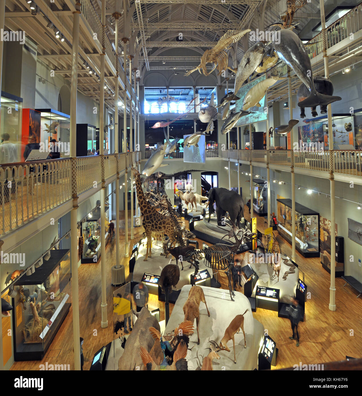 National Museum of Scotland, Edinburgh Stock Photo - Alamy