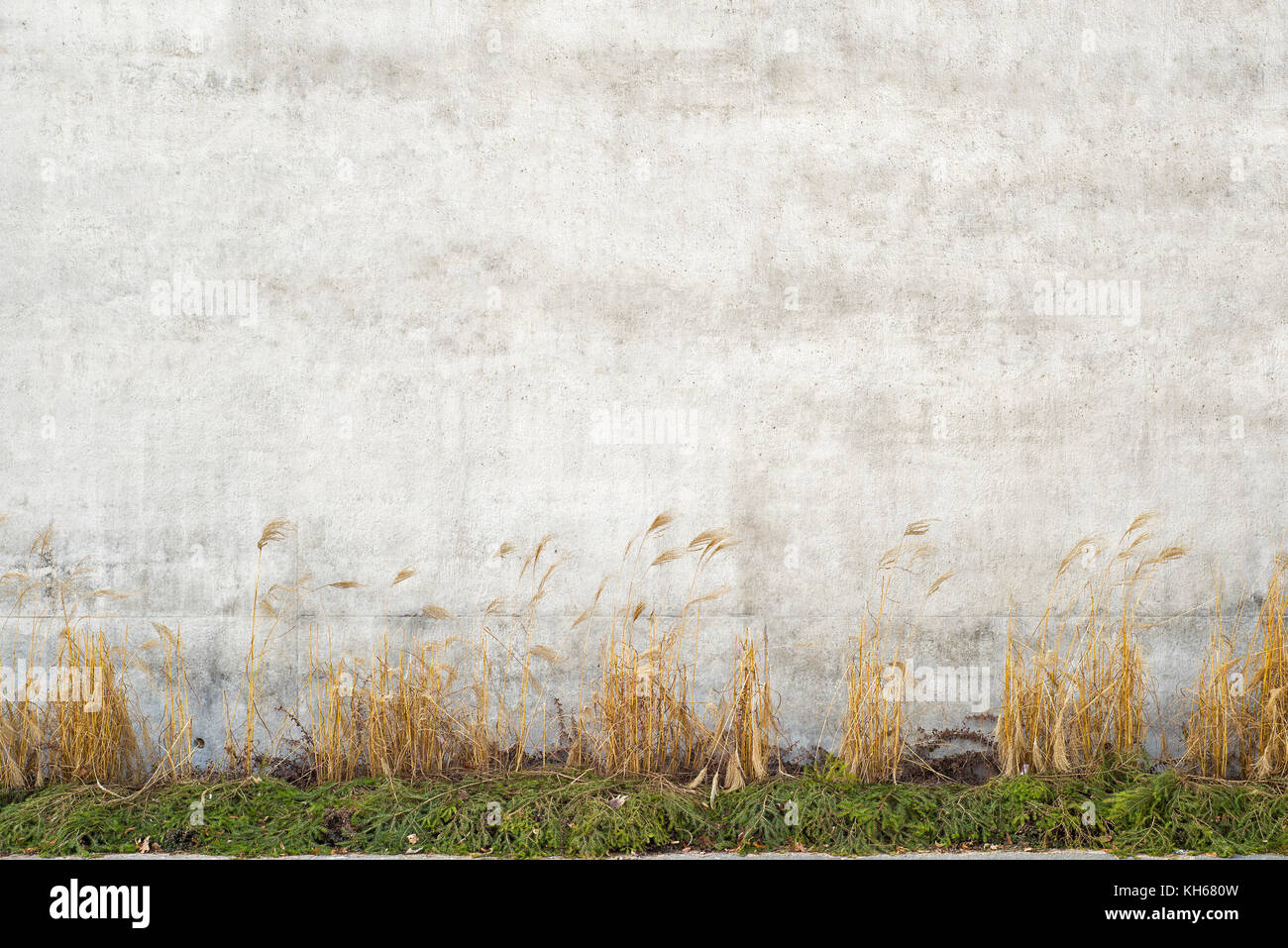 dry cane near the wall Stock Photo - Alamy