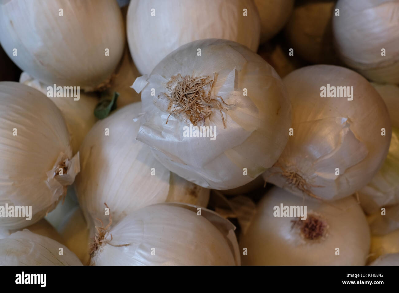 Fresh white onions photographed in natural light Stock Photo - Alamy