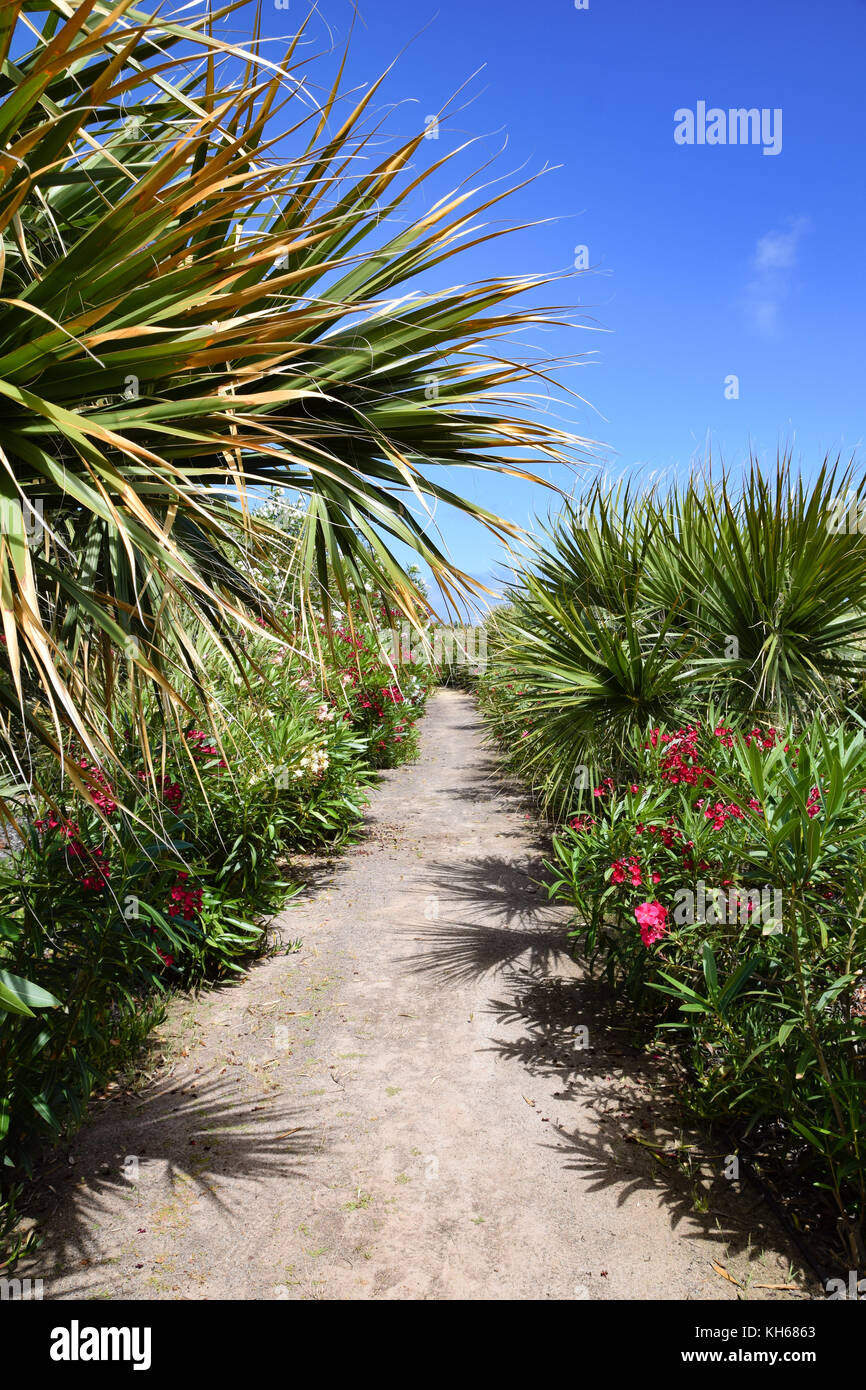 Footpath of tropical plants and flowers Stock Photo - Alamy