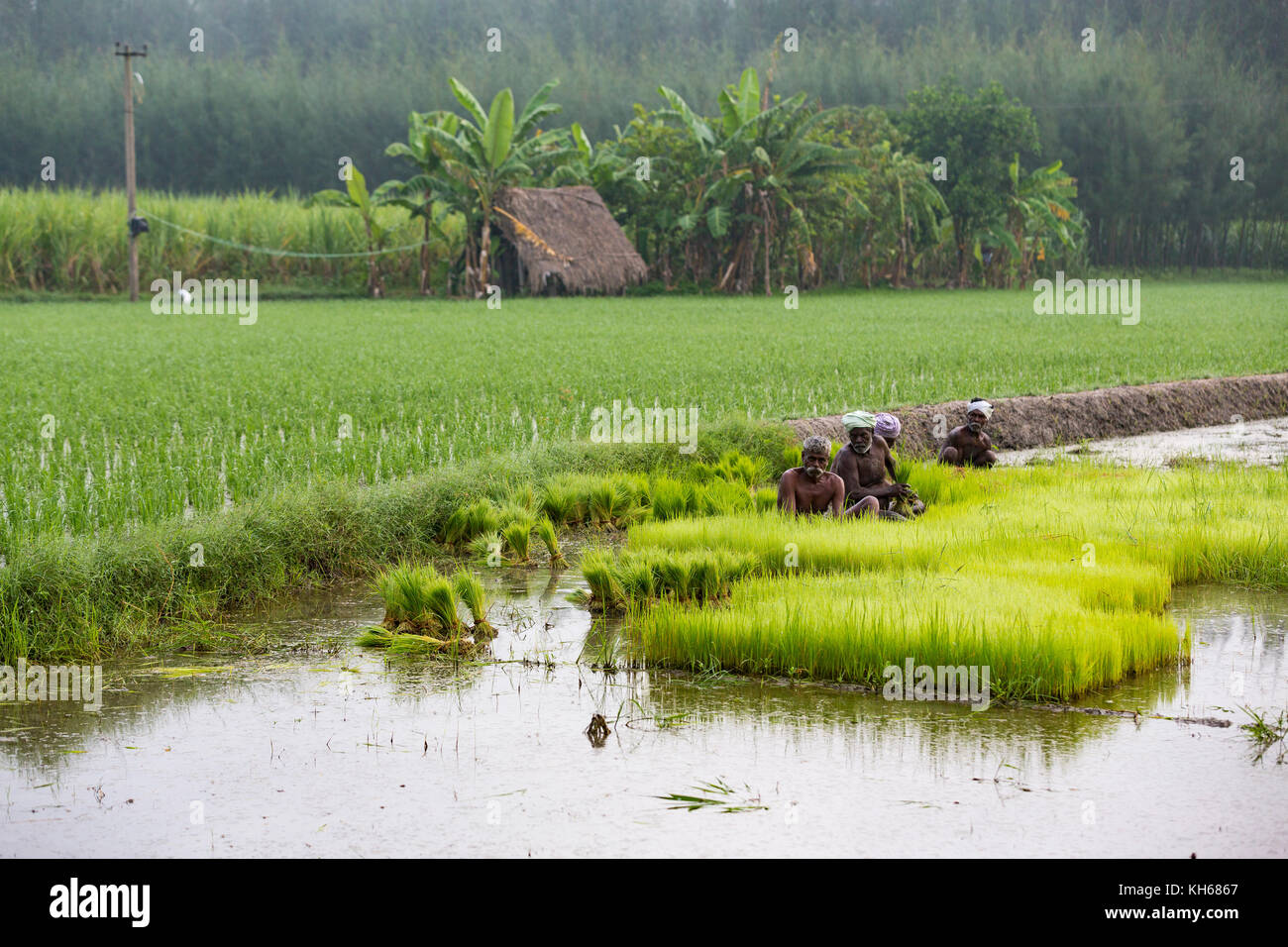 PONDICHERY, PUDUCHERY, INDIA - CIRCA SEPTEMBER 2017. Unidentified ...
