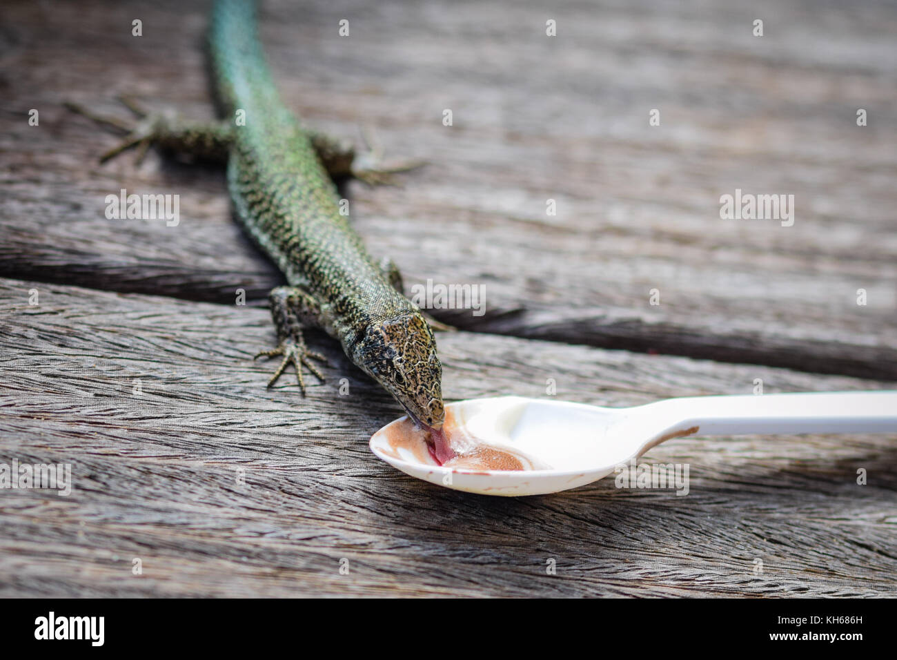 Wall lizard eating chocolate ice cream from a discarded plastic spoon ...