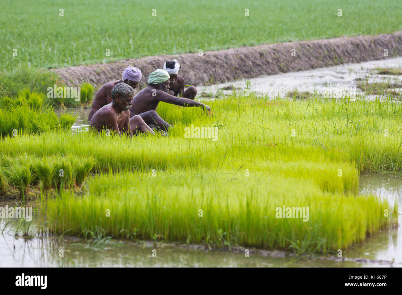 PONDICHERY, PUDUCHERY, INDIA - CIRCA SEPTEMBER 2017. Unidentified ...