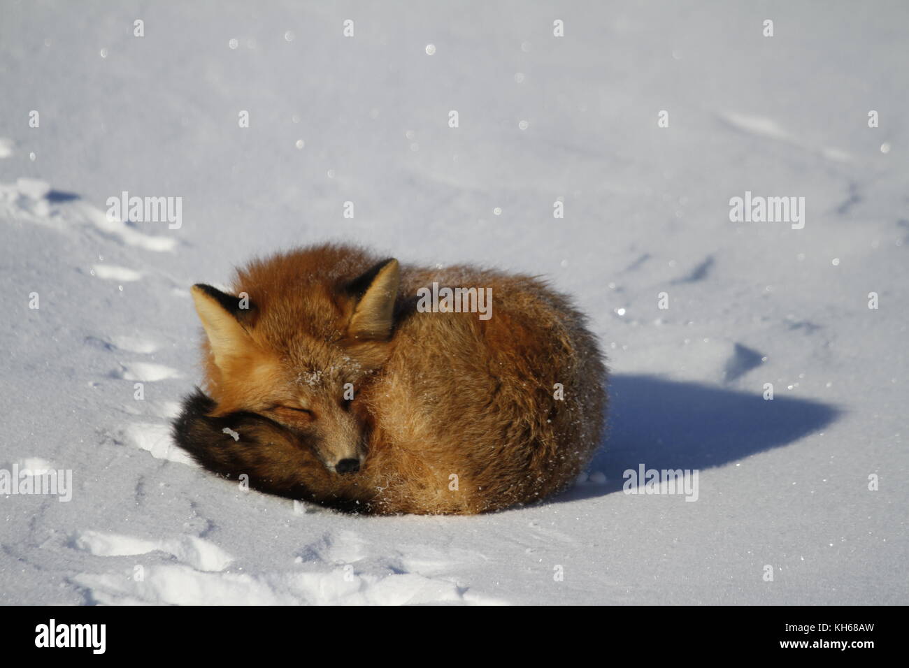 Fox sleeping snow hi-res stock photography and images - Alamy